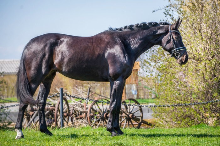 Dejna :: artdressage.cz